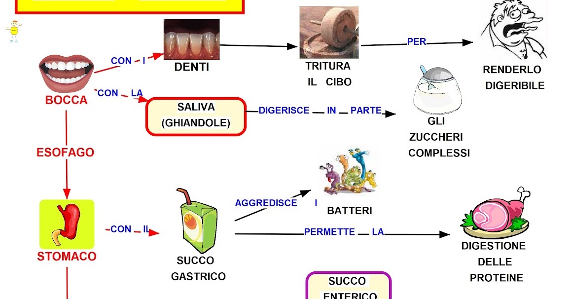 Mappa concettuale: Apparato digerente umano Mappa concettuale: Apparato digerente umano