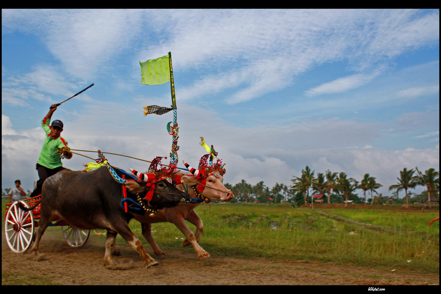 Bali Photo Gallery: Makepung - balap kerbau ala jembrana bali (bali ... Bali Photo Gallery: Makepung - balap kerbau ala jembrana bali (bali ...