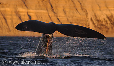 Avistaje de Ballena en Península Valdés Patagonia Argentina