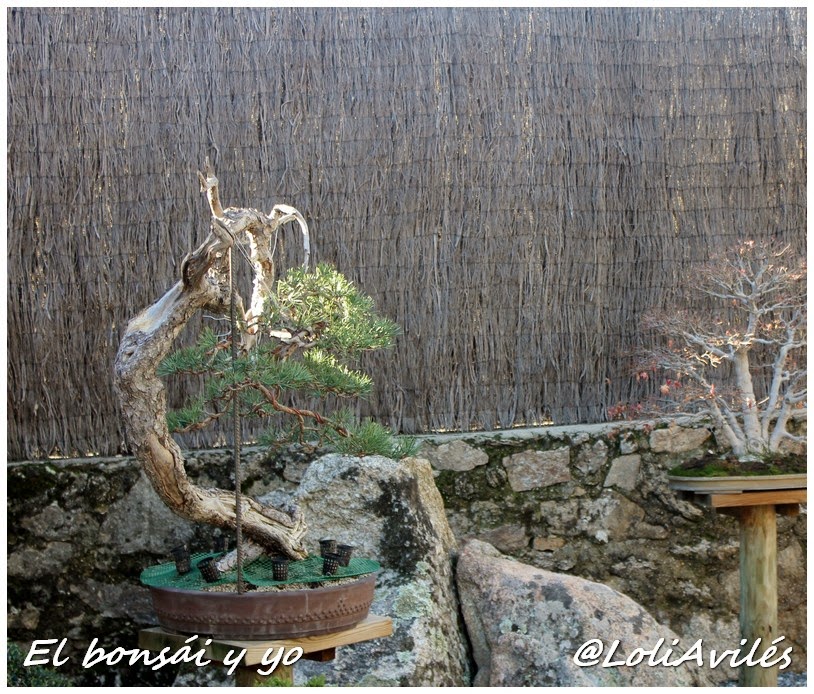 Una visita pendiente: David Benavente y su jardín - El bonsái y yo