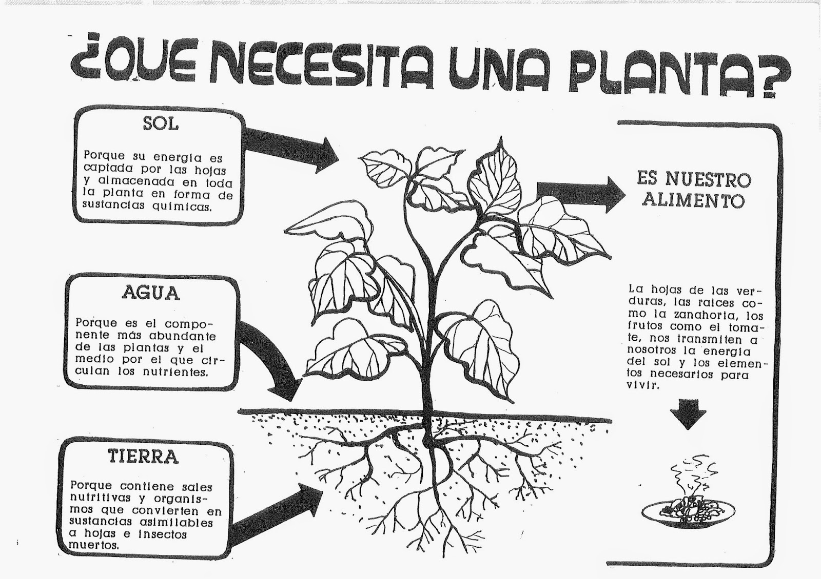 TERCERO B: ¿QUÉ NECESITA UNA PLANTA? TERCERO B: ¿QUÉ NECESITA UNA PLANTA?