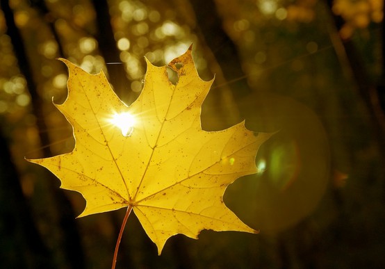 This Fresh Fossil: Falling into Fall