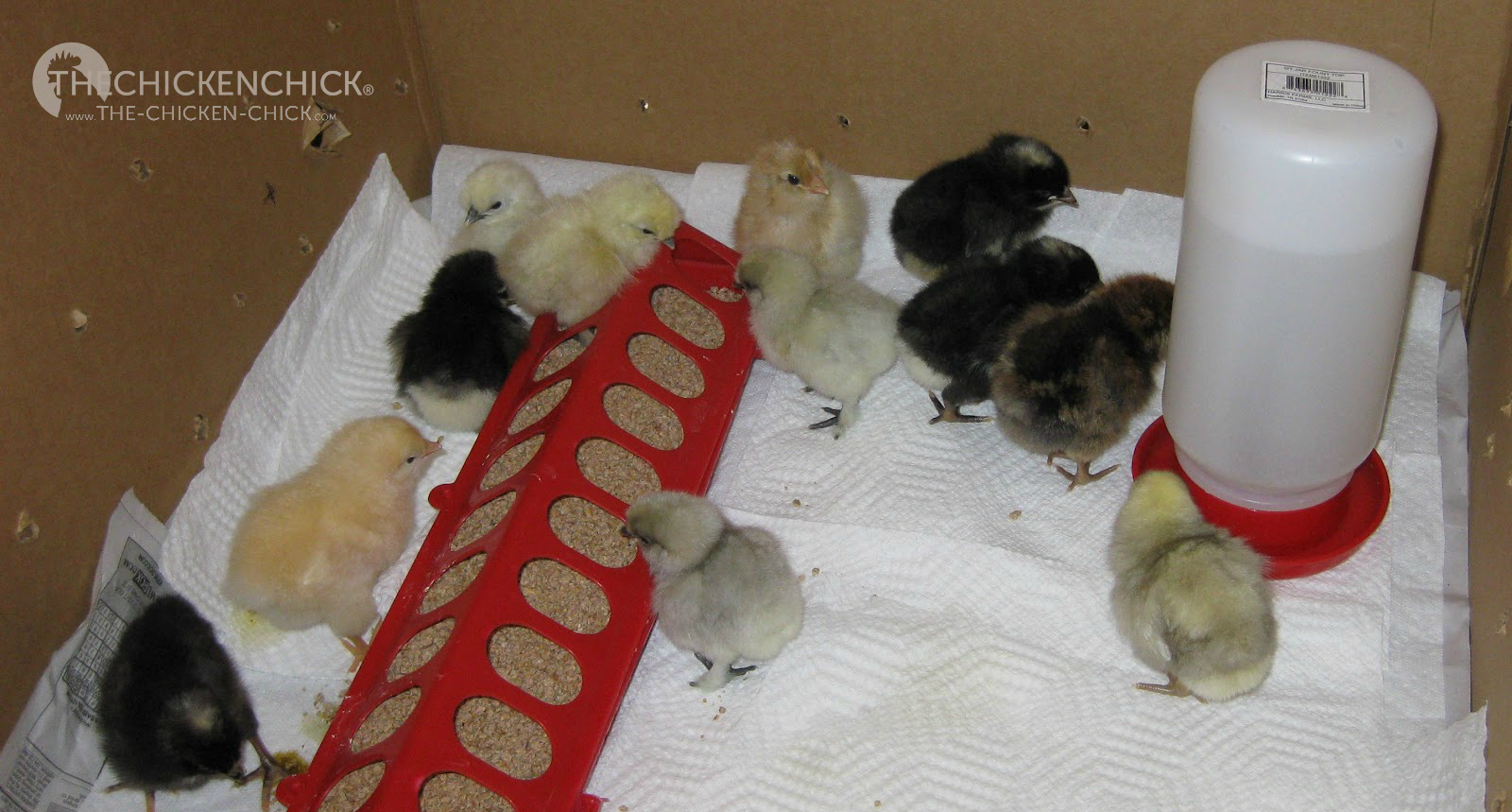Why Water is Critically Important to Chickens | The Chicken Chick® Why Water is Critically Important to Chickens | The Chicken Chick®