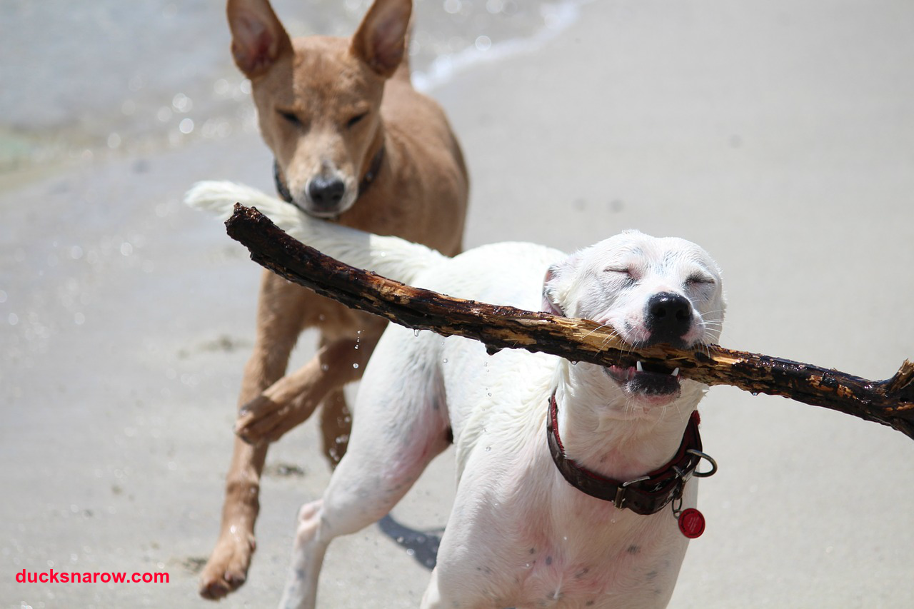 Cheap Toys That Your Dogs Will Love Ducks n A Row cheap-toys-that-your-dogs-will-love-ducks-n-a-row