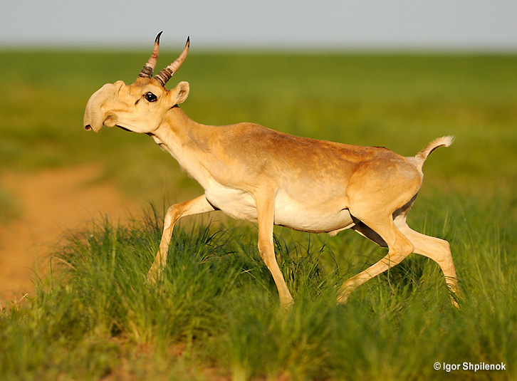 El ojo del buitre: Antílope saiga (Saiga tatarica)