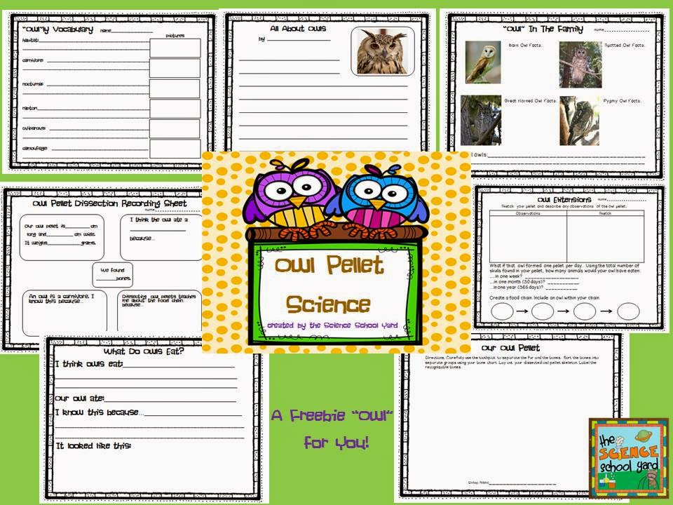 Freebie "Owl" For You! - The Science School Yard