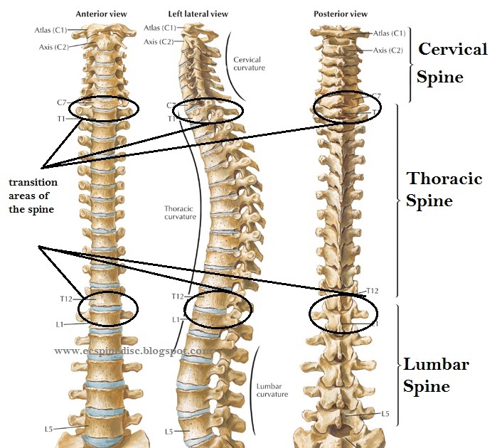 The Back Dr's Blog- Better Posture, Better Sleep & Pain Relief: Transition Areas of the Spine ...