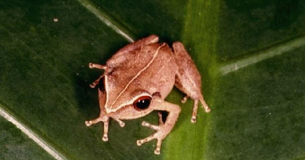 INFORMACIÓN SOBRE EL COQUÍ