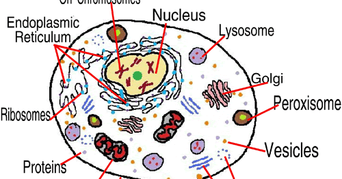 Biology-Info (Assignment): Subcellular components