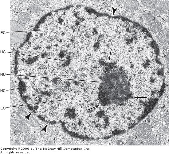 De Histology: Nuclear Envelope