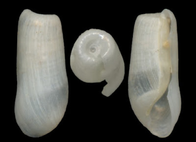 Variety of Life: Retusidae