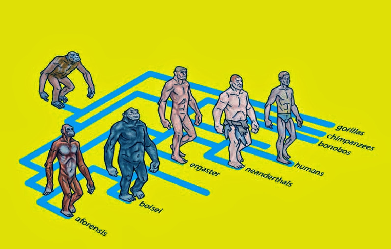 BIOLOGÍA Y GEOLOGÍA 4°ESO: Gradualismo/Equilibrio puntuado