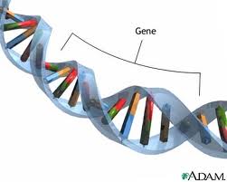 Aul@mbiental ENSFPS Málaga. Grado Octavo.: COMPORTAMIENTO DE LOS GENES Aul@mbiental ENSFPS Málaga. Grado Octavo.: COMPORTAMIENTO DE LOS GENES