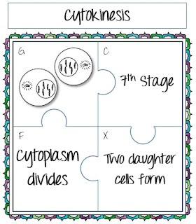 Math in Demand: Mitosis Puzzle Activity