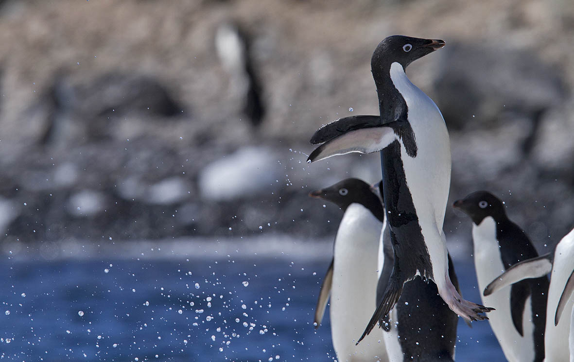 Adelie Penguin Life Of Sea adelie-penguin-life-of-sea