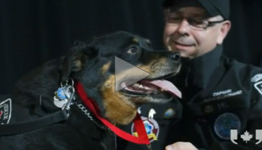 Wounded Times: Canadian PTSD dog named Stinky in Purina's Hall of Fame Wounded Times: Canadian PTSD dog named Stinky in Purina's Hall of Fame