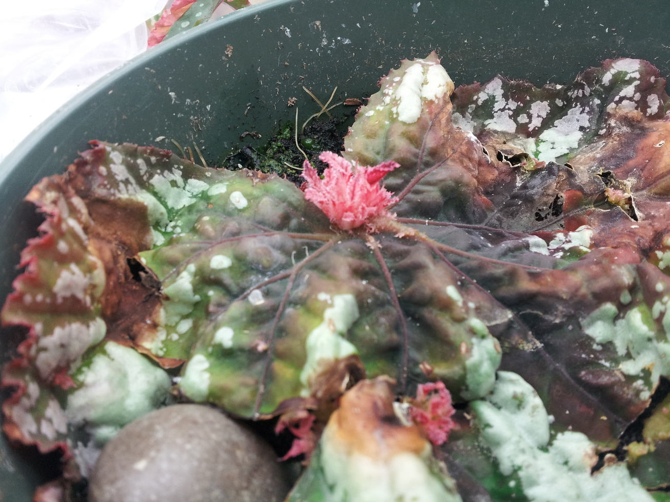 Plant Zone Begonia Propagation Leaf Vein Cuttings plant-zone-begonia-propagation-leaf-vein-cuttings