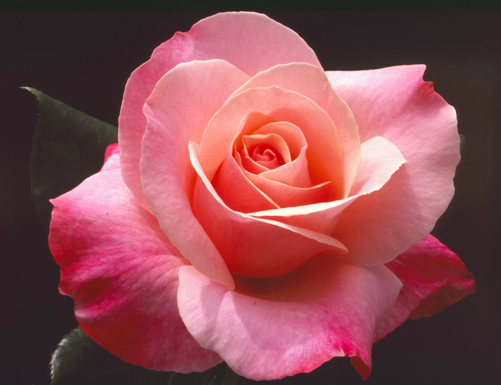Coming Up Roses: Expert Rose Advice from Witherspoon Rose Culture: 2015 ... Coming Up Roses: Expert Rose Advice from Witherspoon Rose Culture: 2015 ...