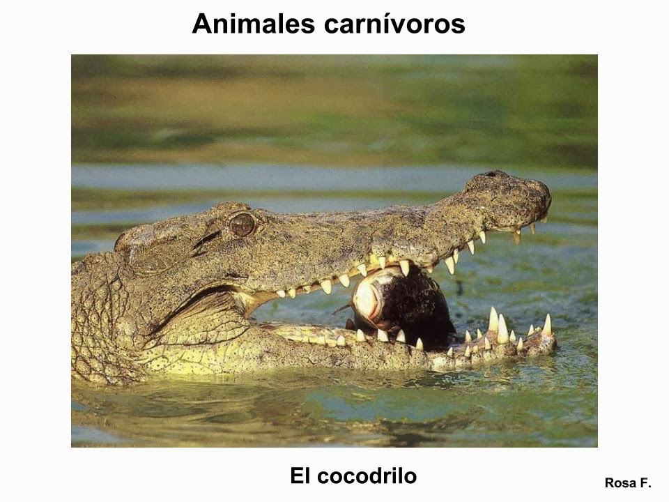 Maestra de Primaria: Animales carnívoros. Vocabulario en imágenes listo ...