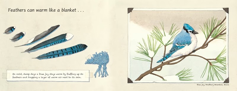 The Nonfiction Detectives: Feathers: Not Just for Flying