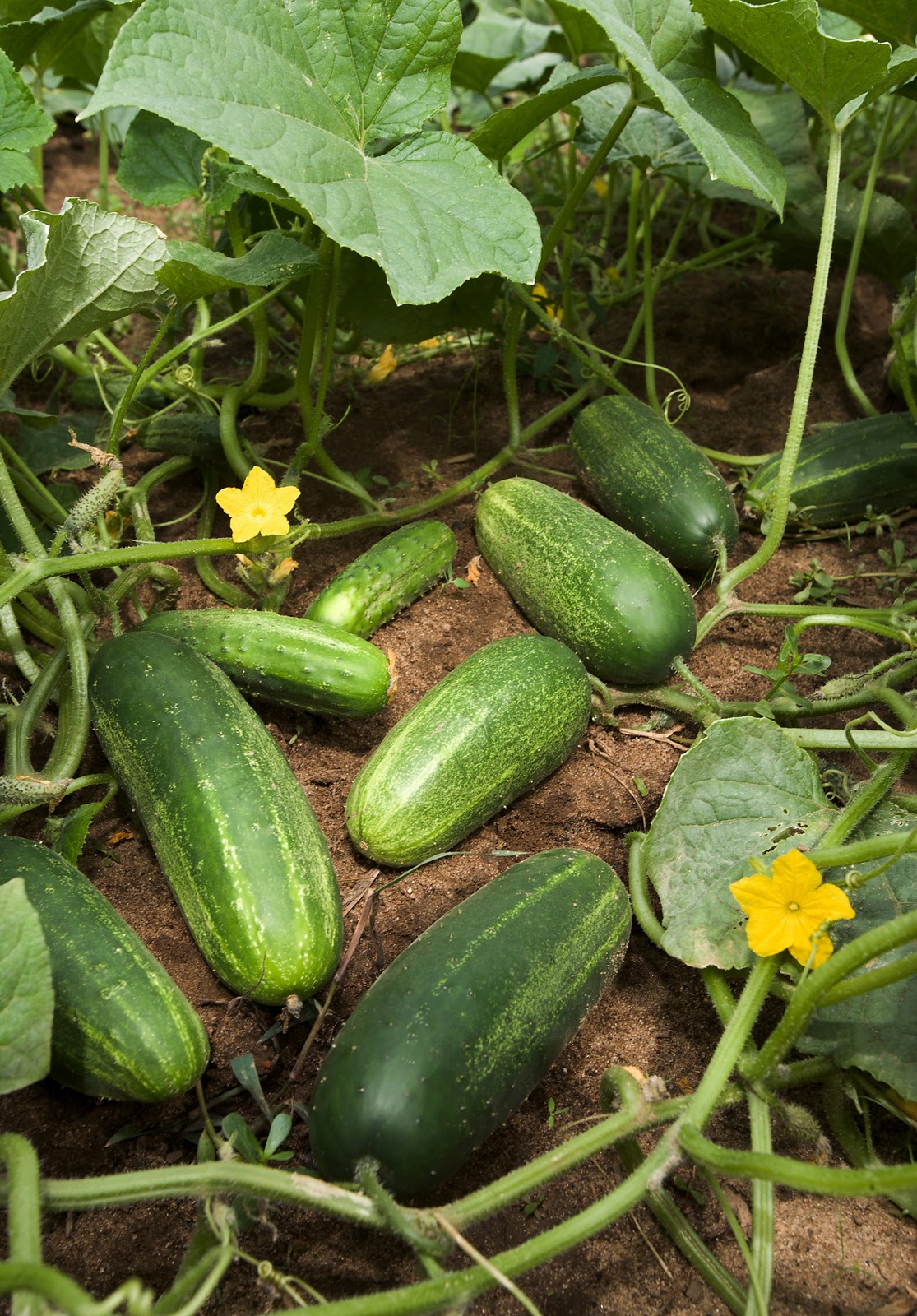 World of Knowledge: Cucumber Benefits World of Knowledge: Cucumber Benefits