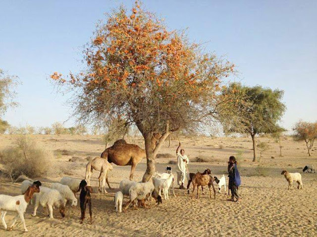 Sindh Magazine: Tharparkar, Sindh.