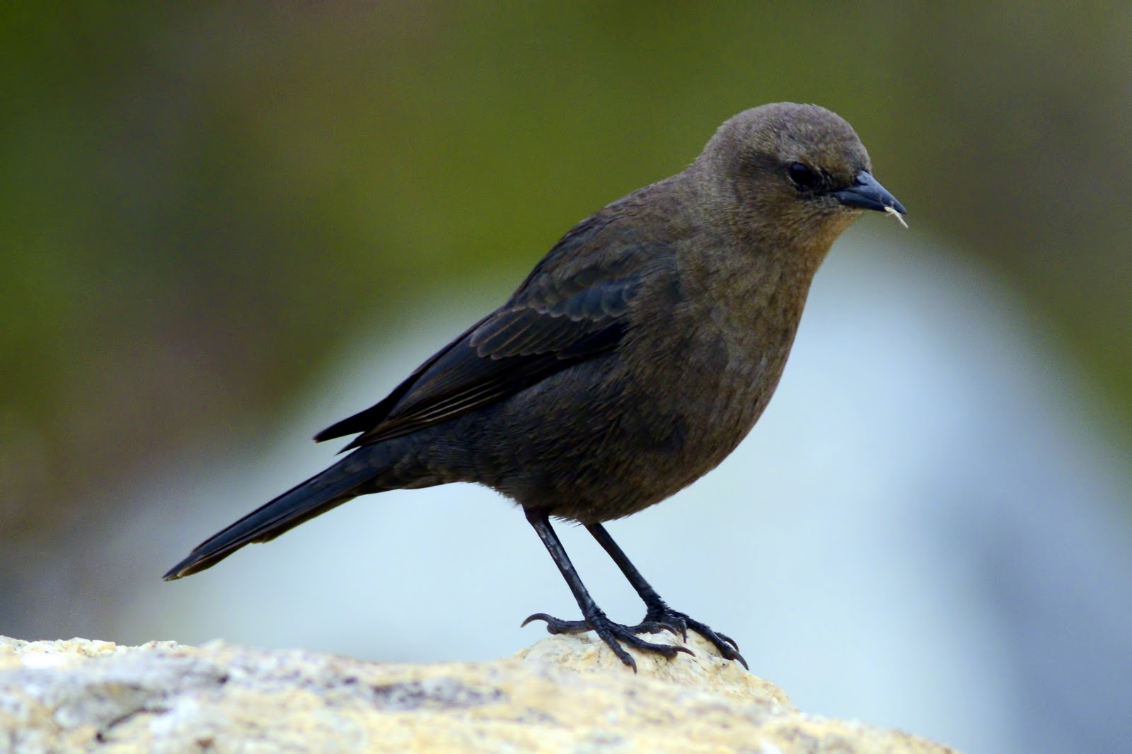 The Nature Of Framingham Those Cute Western Blackbirds the-nature-of-framingham-those-cute-western-blackbirds