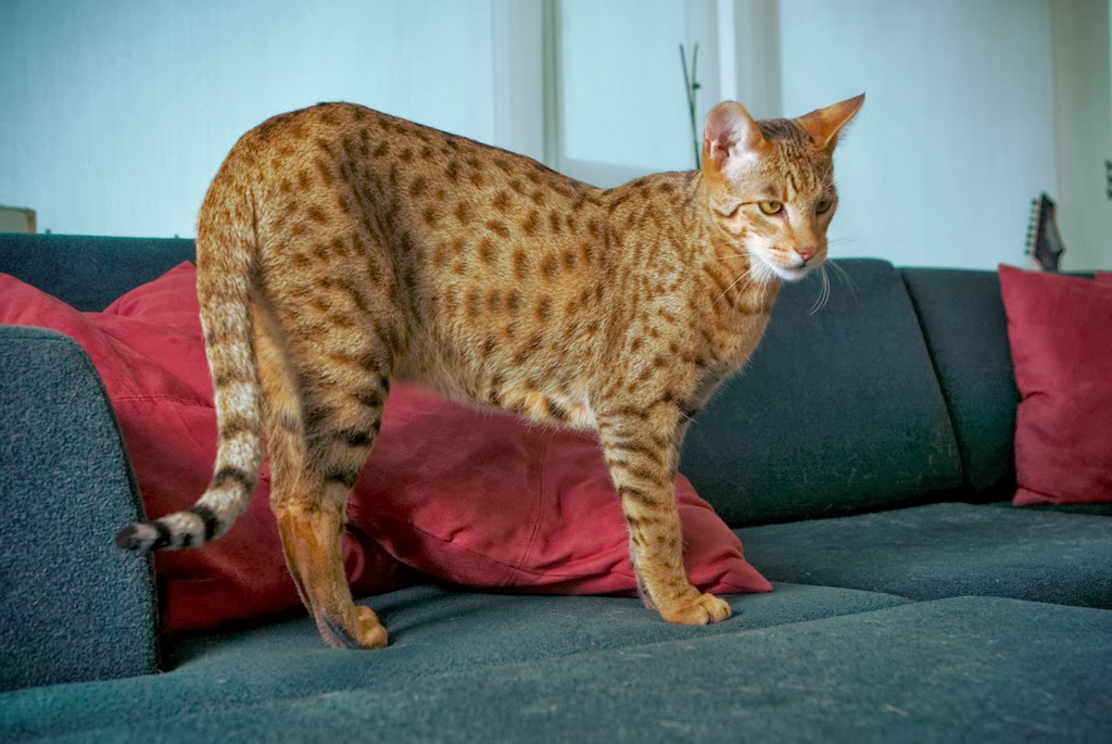 Savannah Cat Wild Life World savannah-cat-wild-life-world