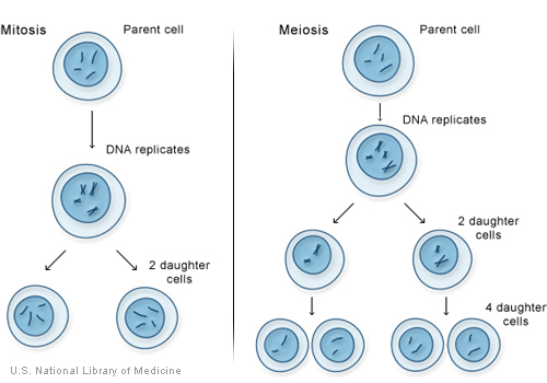 Science Revision Notes: Biology notes [CELL DIVISION & CELL CYCLE]
