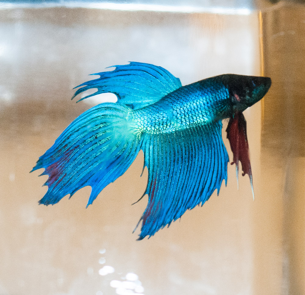 Committed Stitcher: Office Fish!