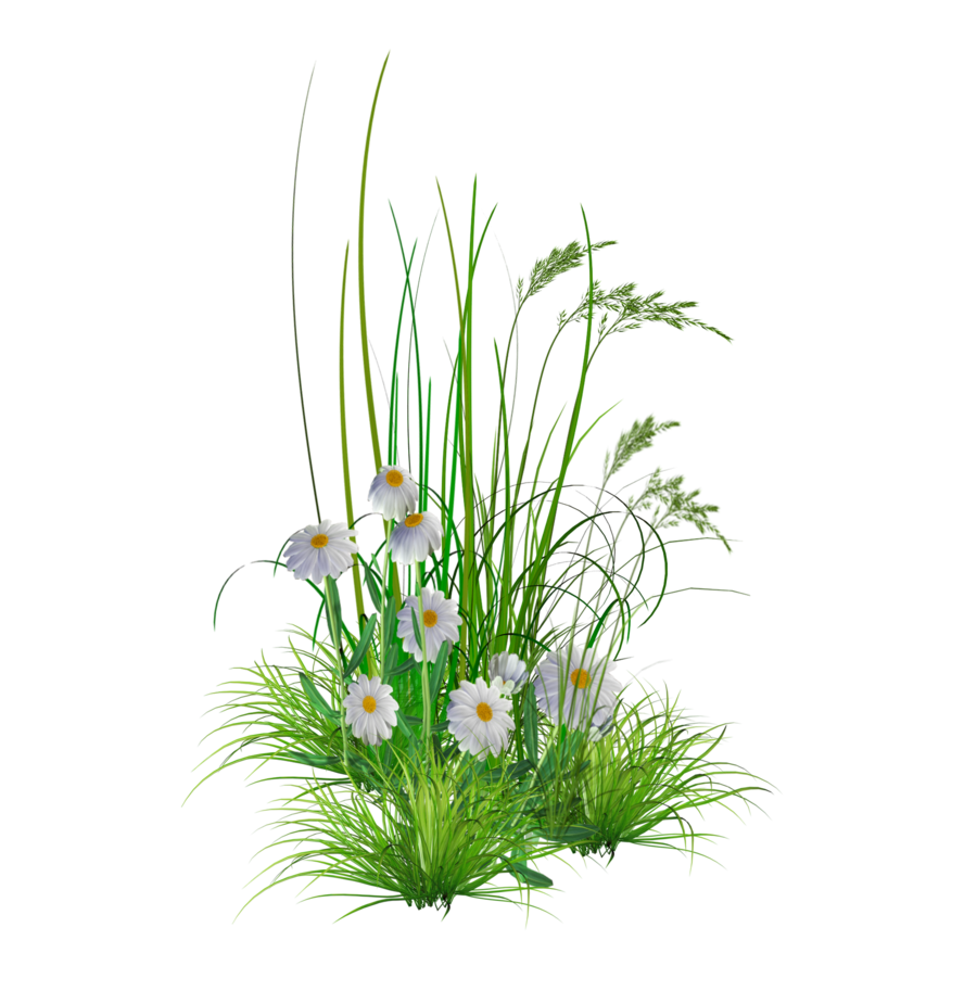 DOWNLOAD BUNGA 57 PNG DOWNLOAD BUNGA 57 PNG