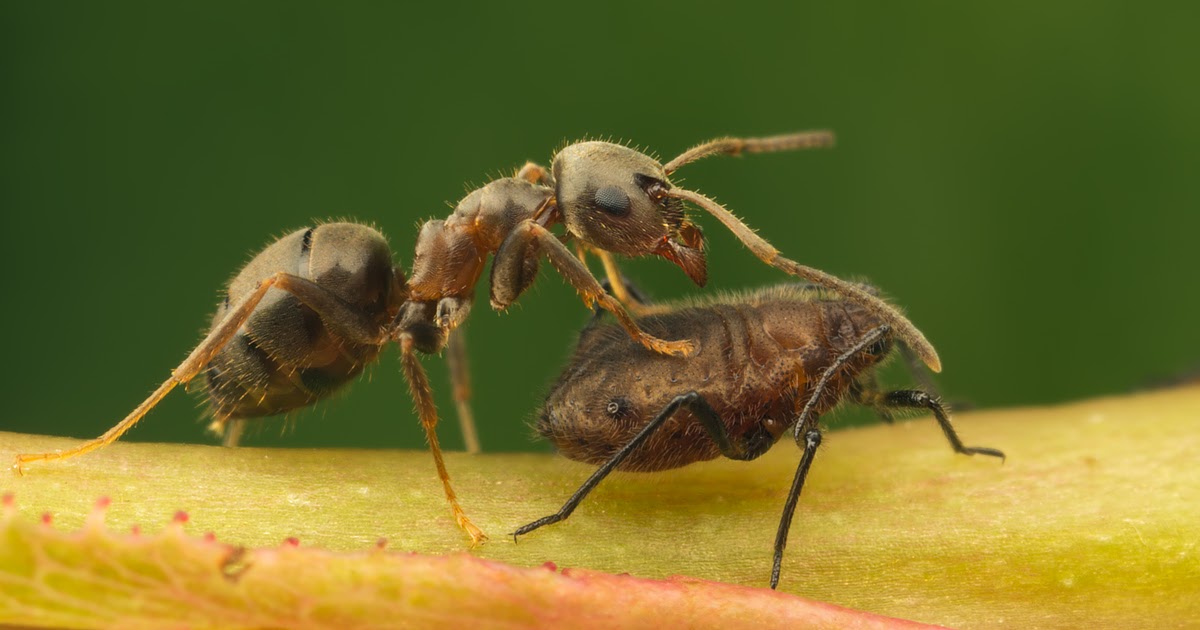 Matt Cole Macro Photography: Ants and Aphids