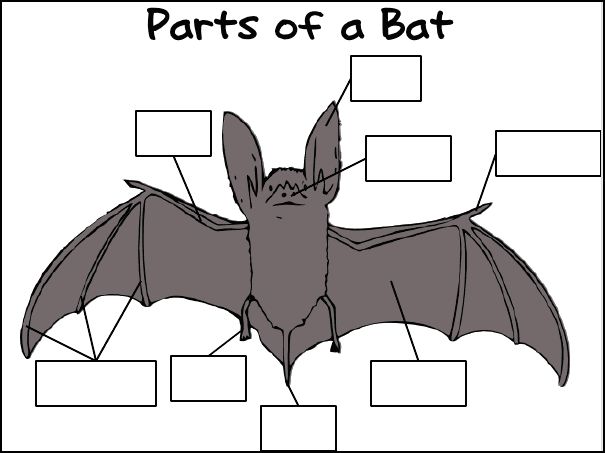 Bat+clip.JPG (605×453) | Bats unit, Bats activities, Bats kindergarten