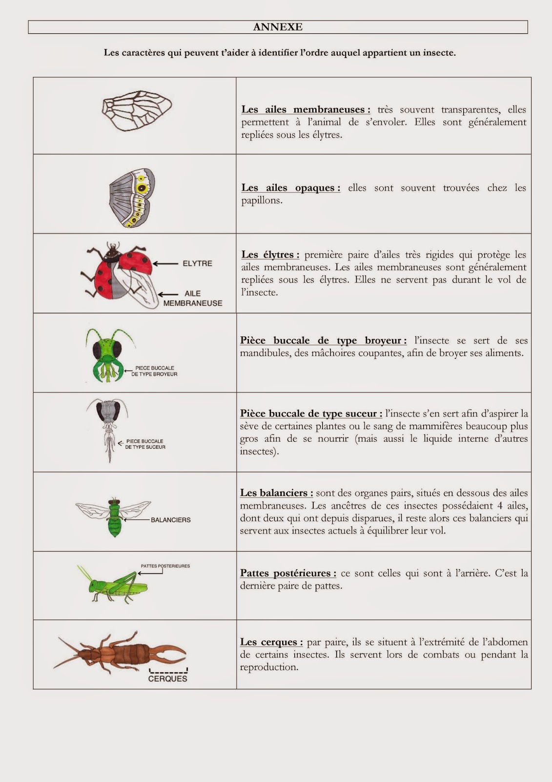 Médiation - Collecte et identification d'insectes: ACTIVITE PEDAGOGIQUE ...