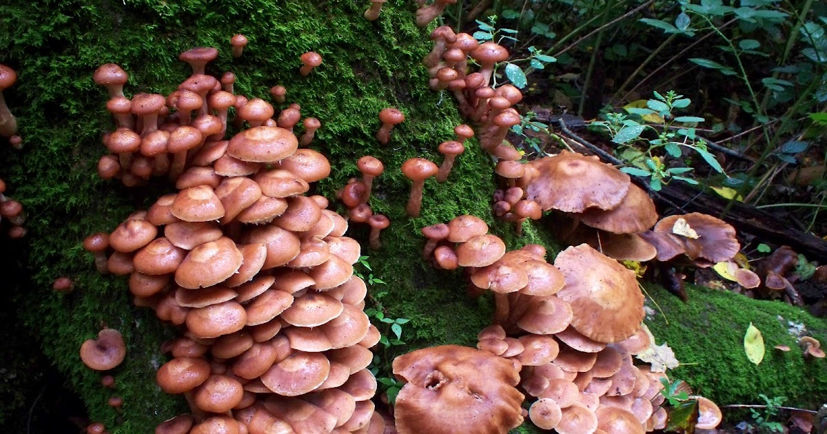 Wild edible mushrooms and plants.: Some fall wild edible mushrooms.