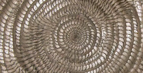 Catalogue of Organisms: The Rotaliida: Building a Wall