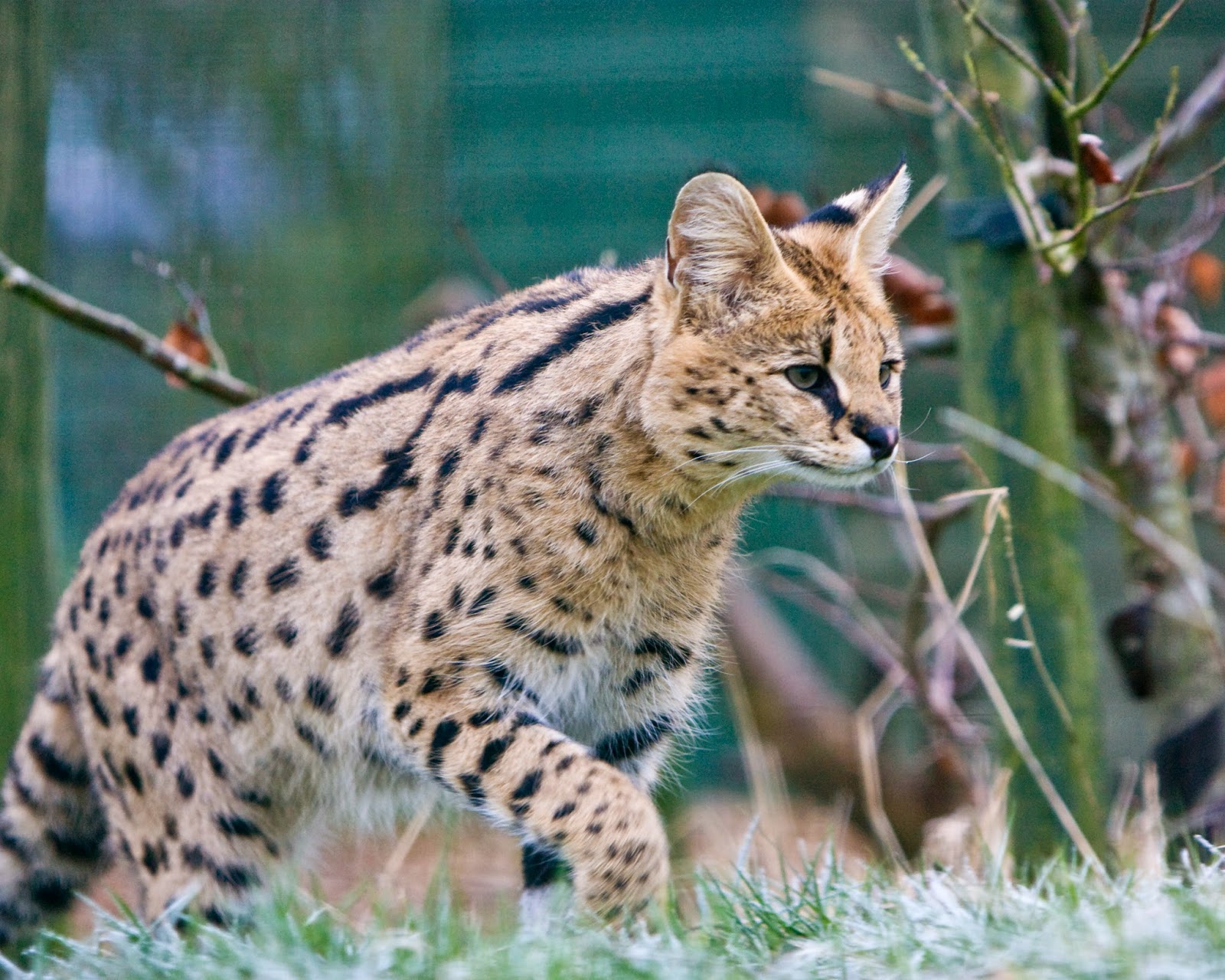 Savannah Cats HD Wallpaper savannah-cats-hd-wallpaper