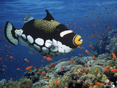 Real Monstrosities: Triggerfish