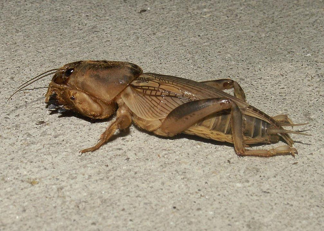 TYPES OF INSECTS African Mole Cricket types-of-insects-african-mole-cricket