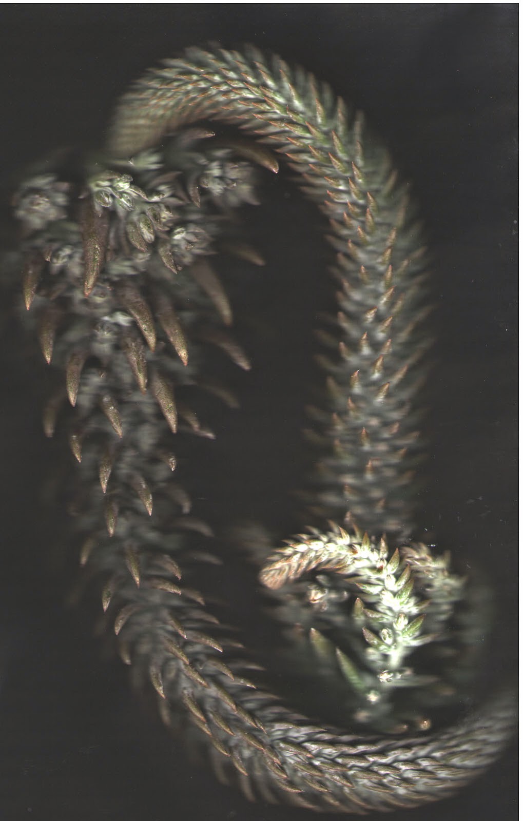 אין מױל ארײן: Wasong 瓦松 Orostachys Japonica אָראָסטאַכע Rock Pine