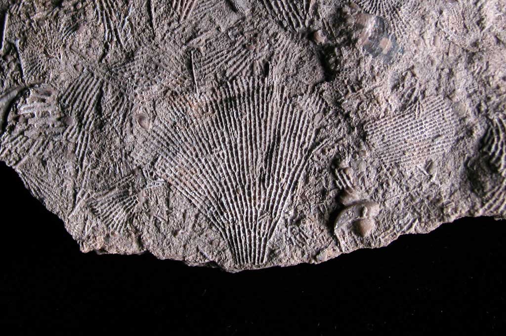 Louisville Fossils and Beyond: Fenestella Bryozoan Plate