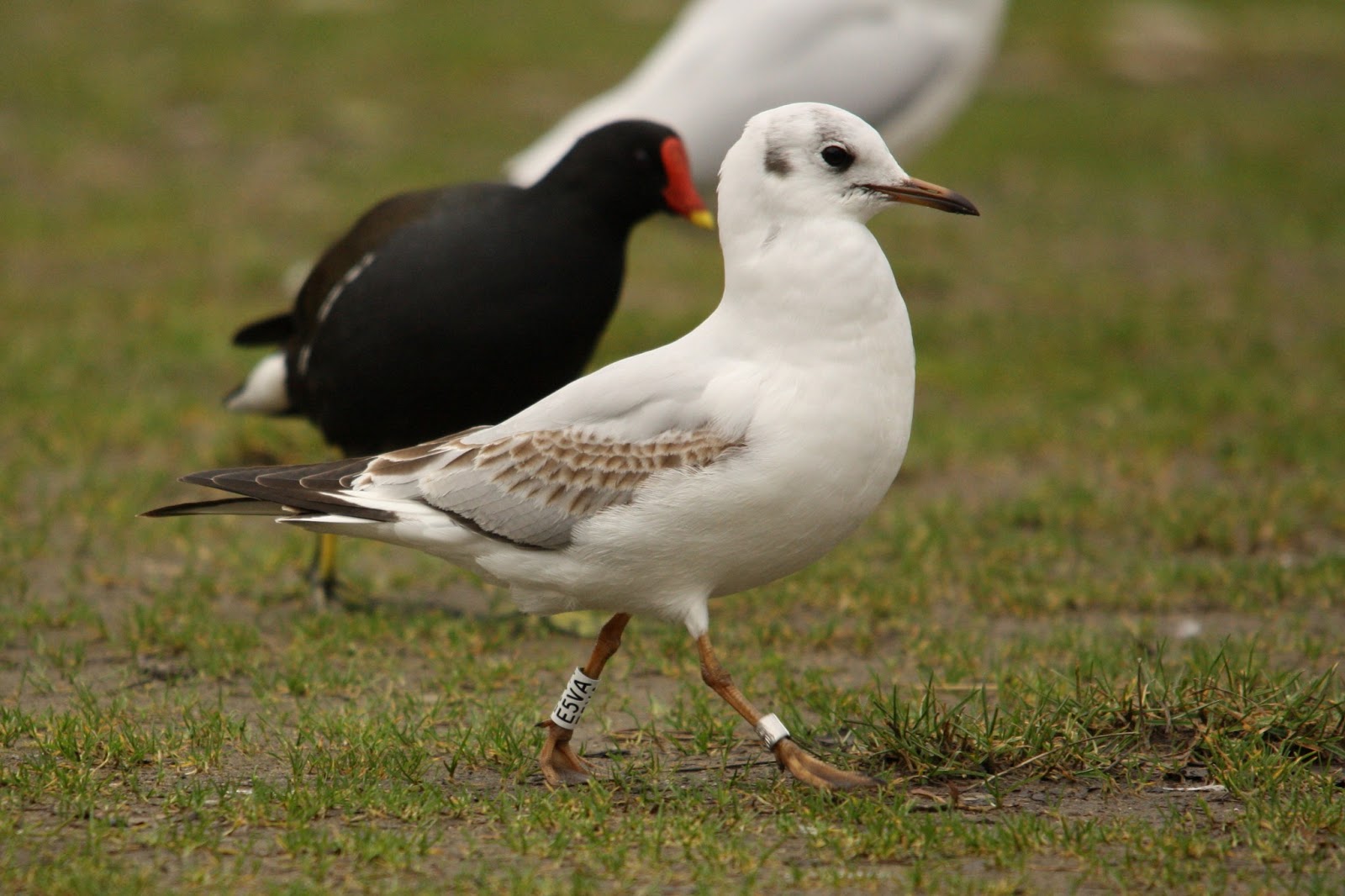 Tallaght Gulls Rings tallaght-gulls-rings