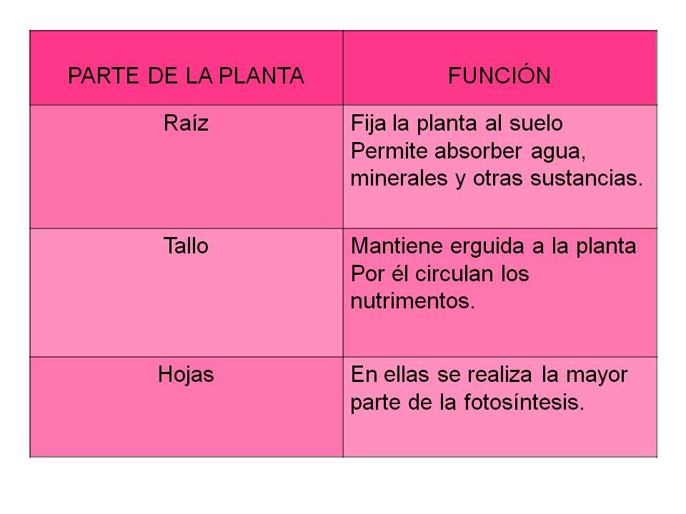 Funciones de las plantas - Imagui