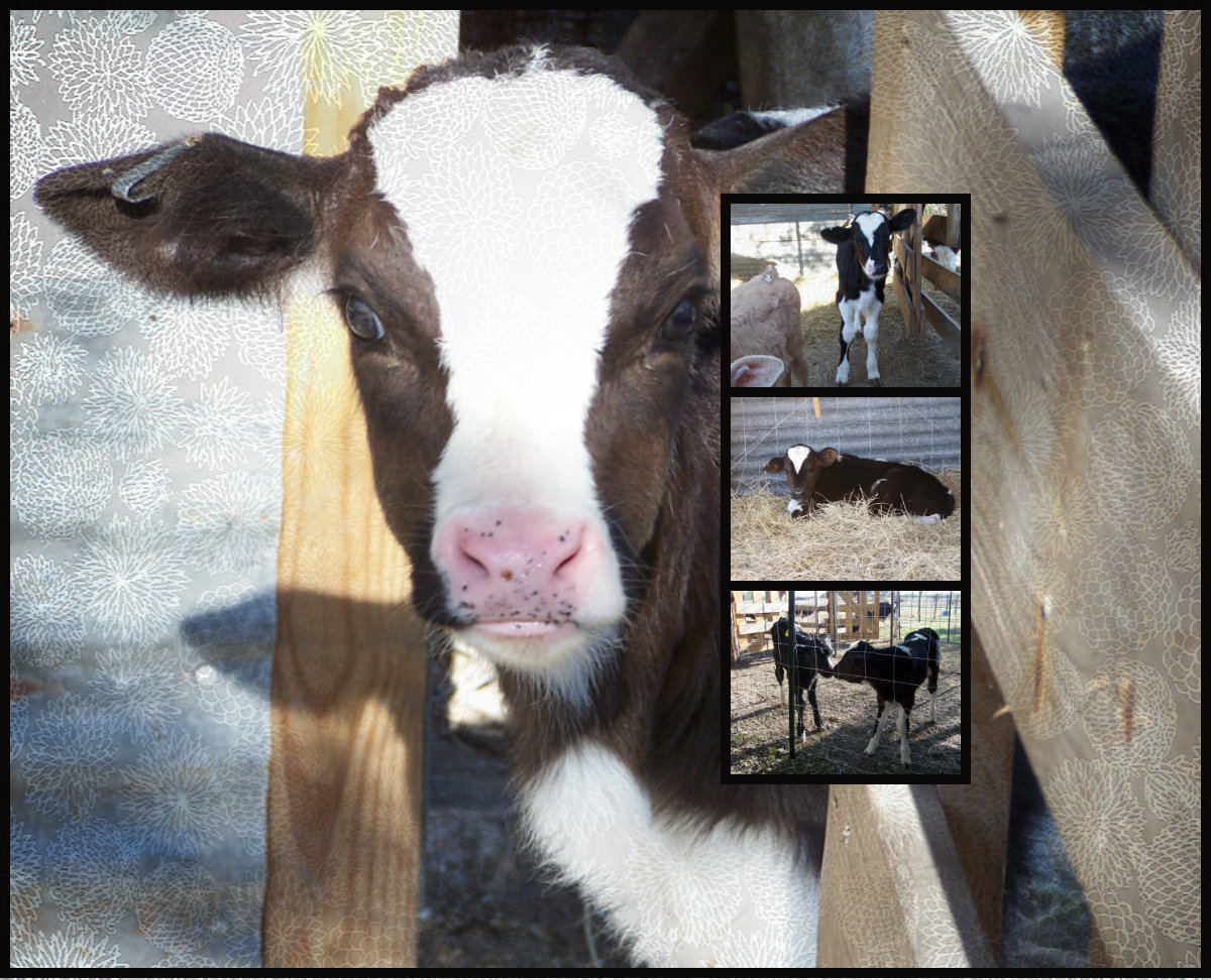 Bottle Feeding Baby Calves Calf Diarrhea Or Scours In Cattle Herds And bottle-feeding-baby-calves-calf-diarrhea-or-scours-in-cattle-herds-and