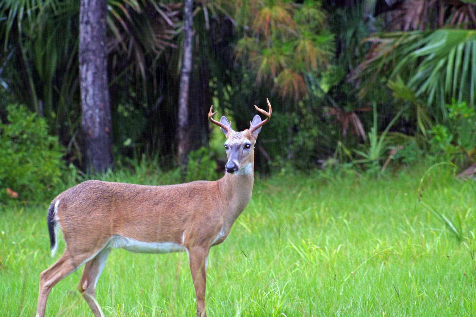 La Florida: Everglades deer