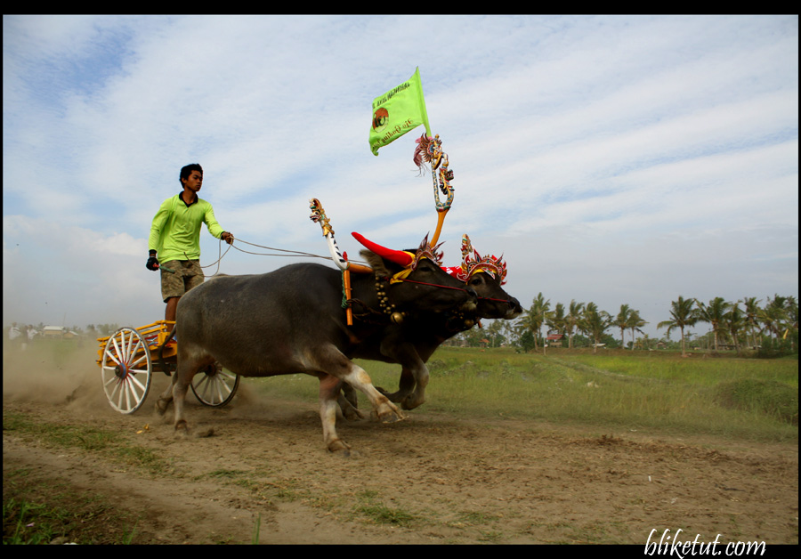 Bali Photo Gallery: Makepung - balap kerbau ala jembrana bali (bali ... Bali Photo Gallery: Makepung - balap kerbau ala jembrana bali (bali ...