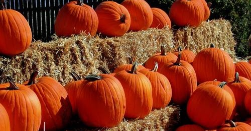 I Heart Salt Lake: Pumpkin Patches I Heart Salt Lake: Pumpkin Patches