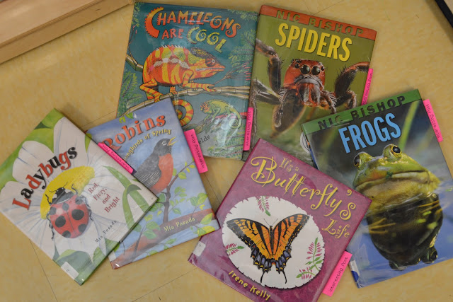 A Place Called Kindergarten: starting a nonfiction writing unit