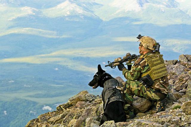 Alis Volat Propriis Fighting Dogs alis-volat-propriis-fighting-dogs