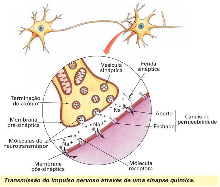 Fisiologia Humana: Neurotransmissores